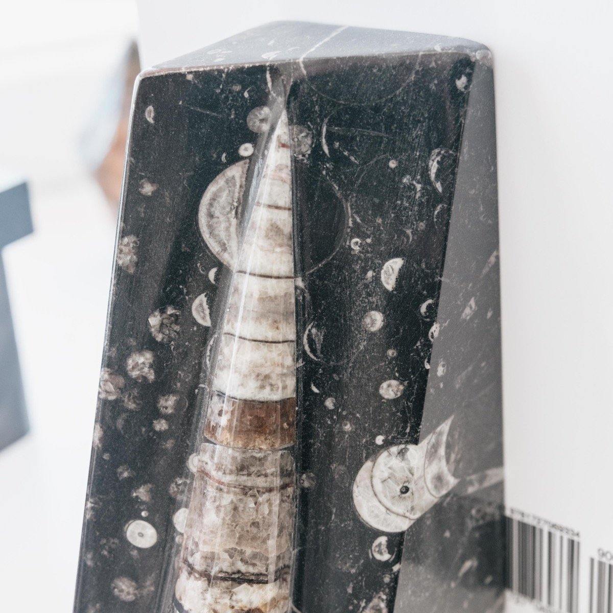 Fossil Bookends – Bowen's Botanicals